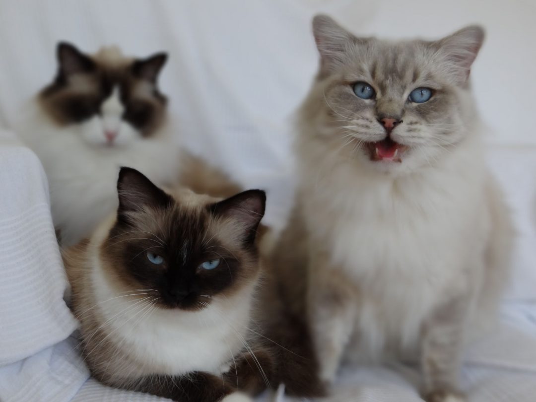 Ragdoll cattery | Ragdoll cattery Allweneedis